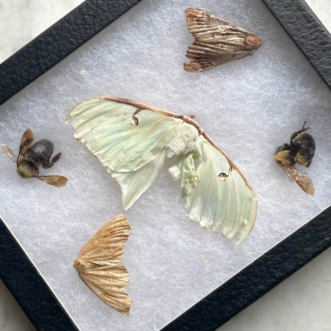 Shop All – Roses & Rue Antiques